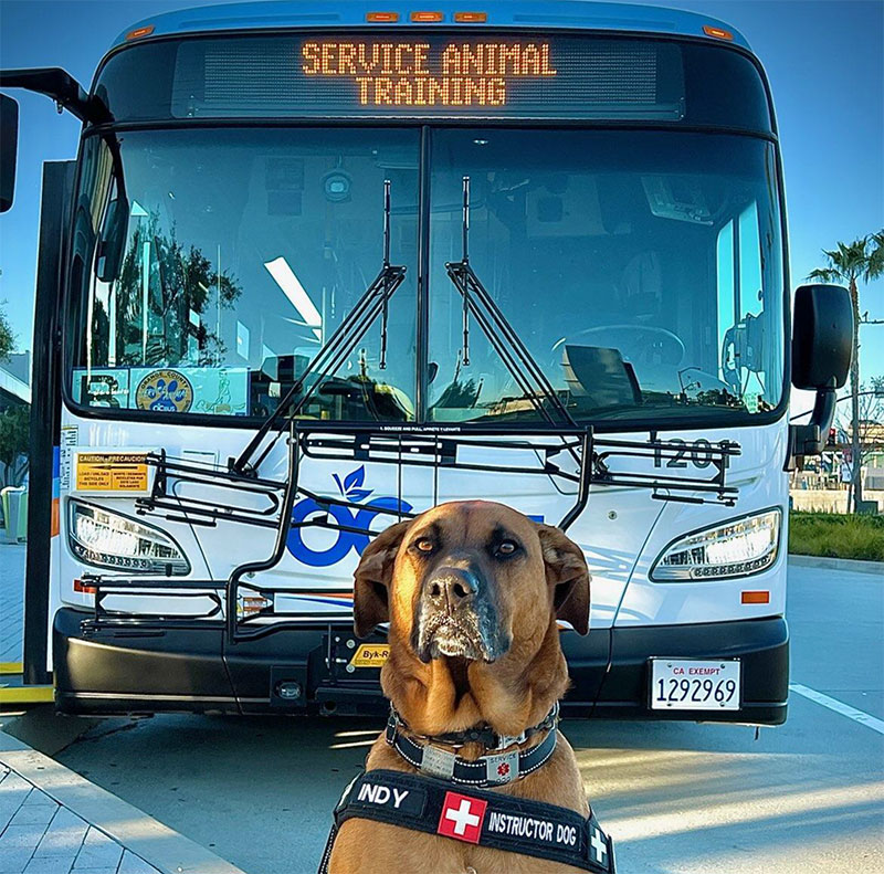 Service Animals & Trainers Ride Transit for Free on April 5 | OCTA Blog