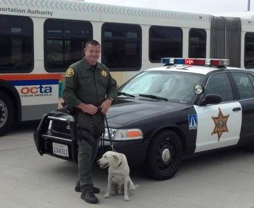 Transit Police and Canine Partners Help Keep Bus and Rail Systems Safe ...