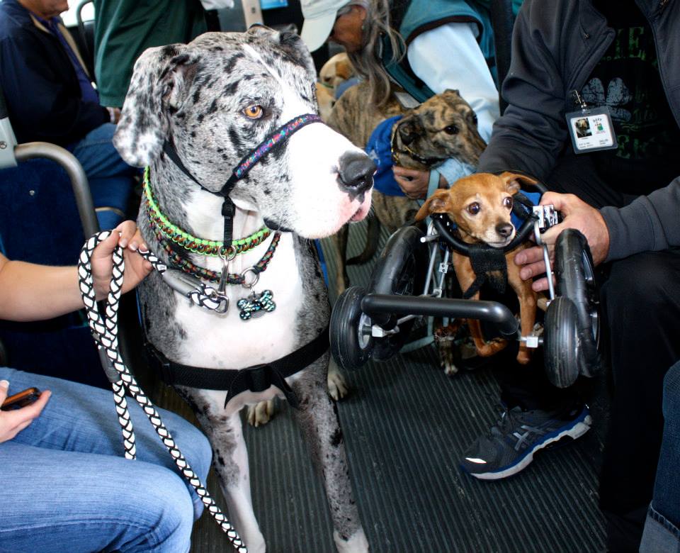 Service Animals and Their People Learn about Public Transportation ...