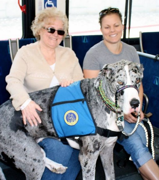 On Service Animal Training Day, Bus Riding Went to the Dogs—In a Good ...