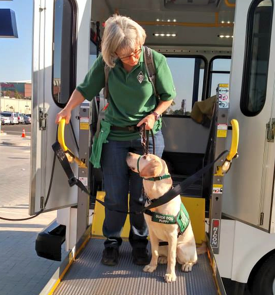 Bus Riding Goes to the Dogs | OCTA Blog