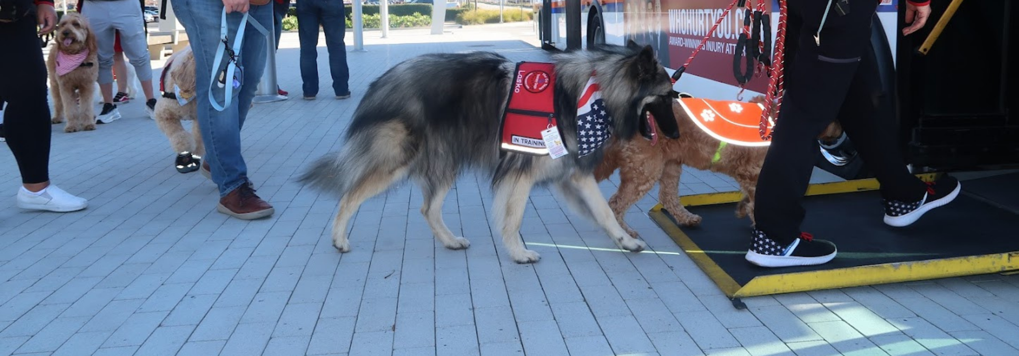 Helping Service Animals Gain Confidence on Transit | OCTA Blog
