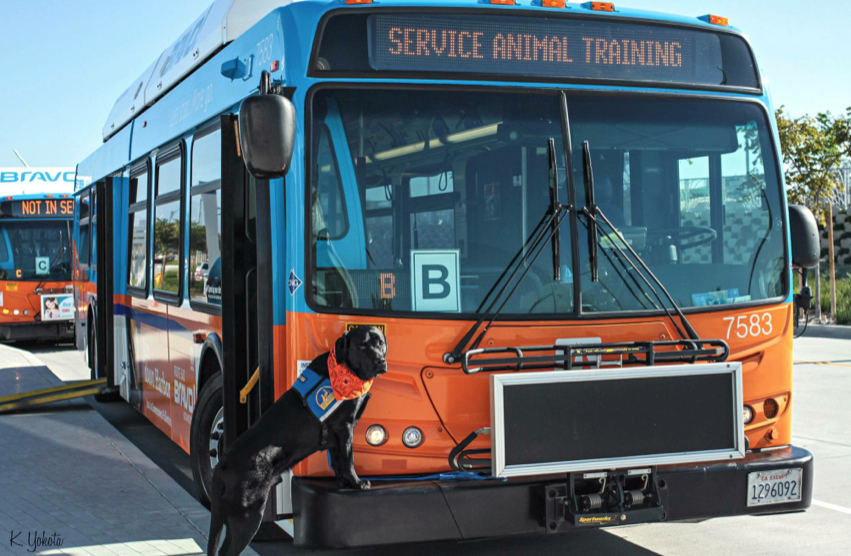 Surf’s Up for Service Animals and Trainers | OCTA Blog